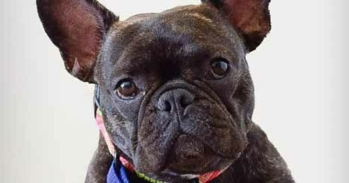 Riley Children’s Foundation Receives $175,500 Grant from PetSmart ...